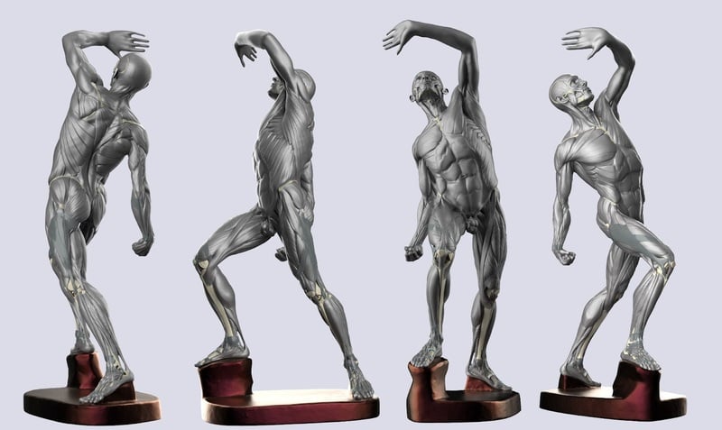 What is Digital Écorché? Making a 3D Model