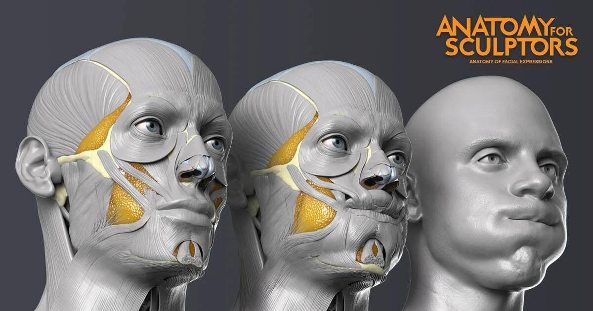 Human Anatomy for 3d Modelling: The Essential Anatomy Books