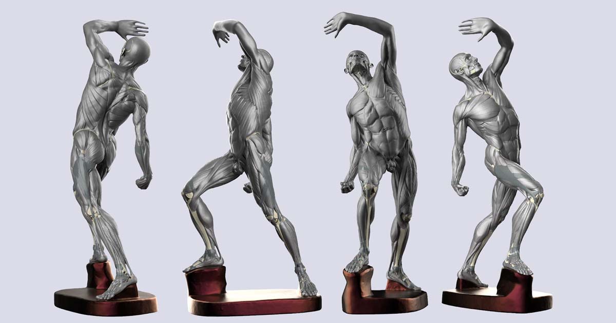 What is Digital Écorché in 3D Modeling?